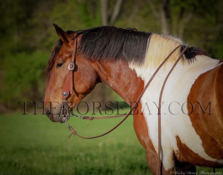 Mooney | Spotted Draft Cross Gelding | Thehorsebay.com