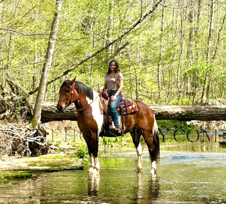 Mooney | Spotted Draft Cross Gelding | Thehorsebay.com