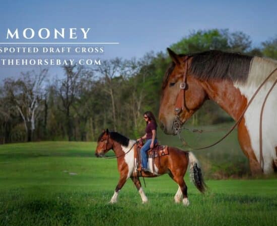 Jamie Thomason Archives - Thehorsebay.com