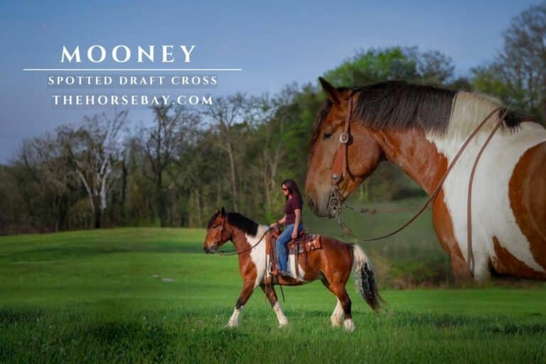 Mooney | Spotted Draft Cross Gelding | Thehorsebay.com