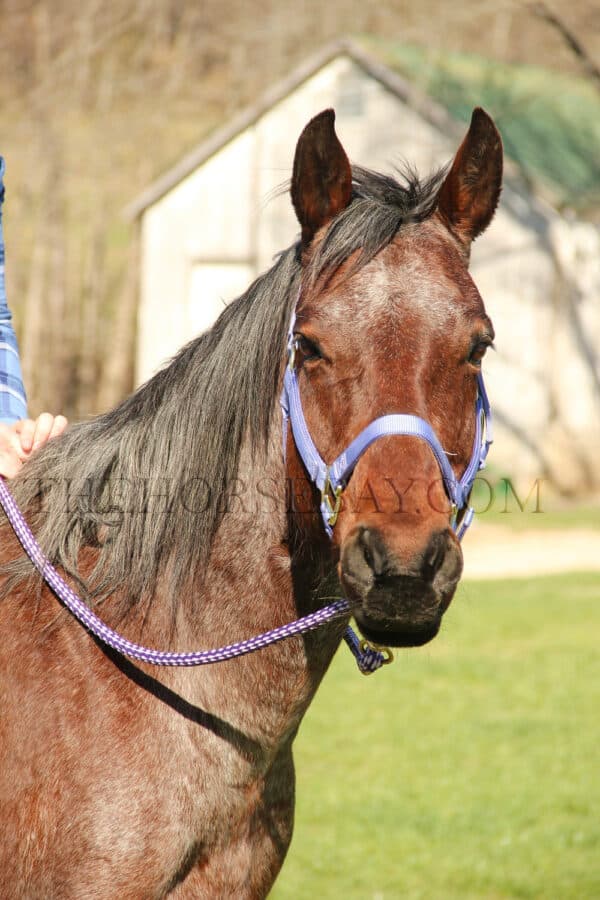 Idothea Lokoda "Olivia" | Thehorsebay.com