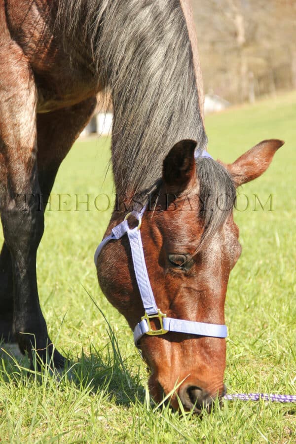 Idothea Lokoda "Olivia" | Thehorsebay.com