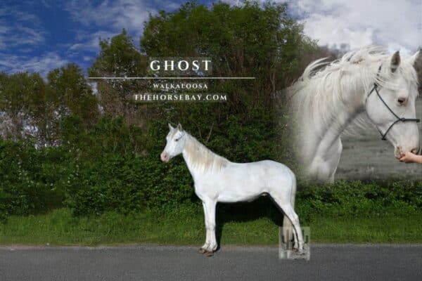 Ghost | Thehorsebay.com
