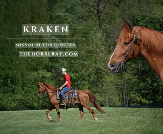 Trevor Patrick Archives - Thehorsebay.com