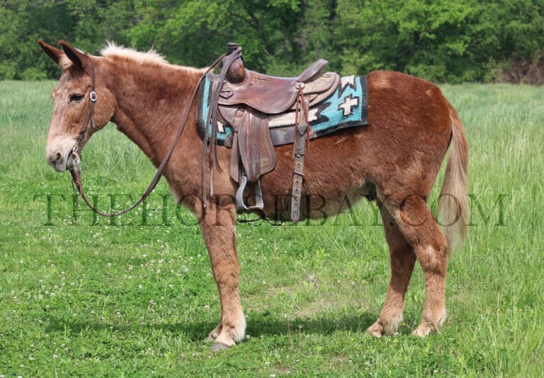 Snuffaloughagous "Snuffy" | John Mule | Thehorsebay.com