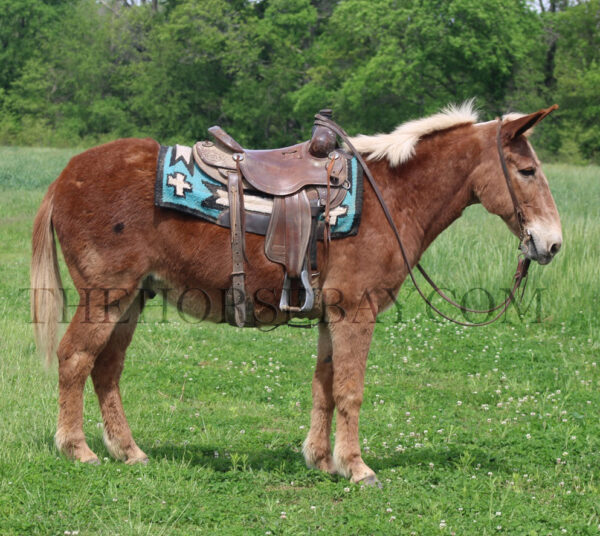 Snuffaloughagous "Snuffy" | John Mule | Thehorsebay.com