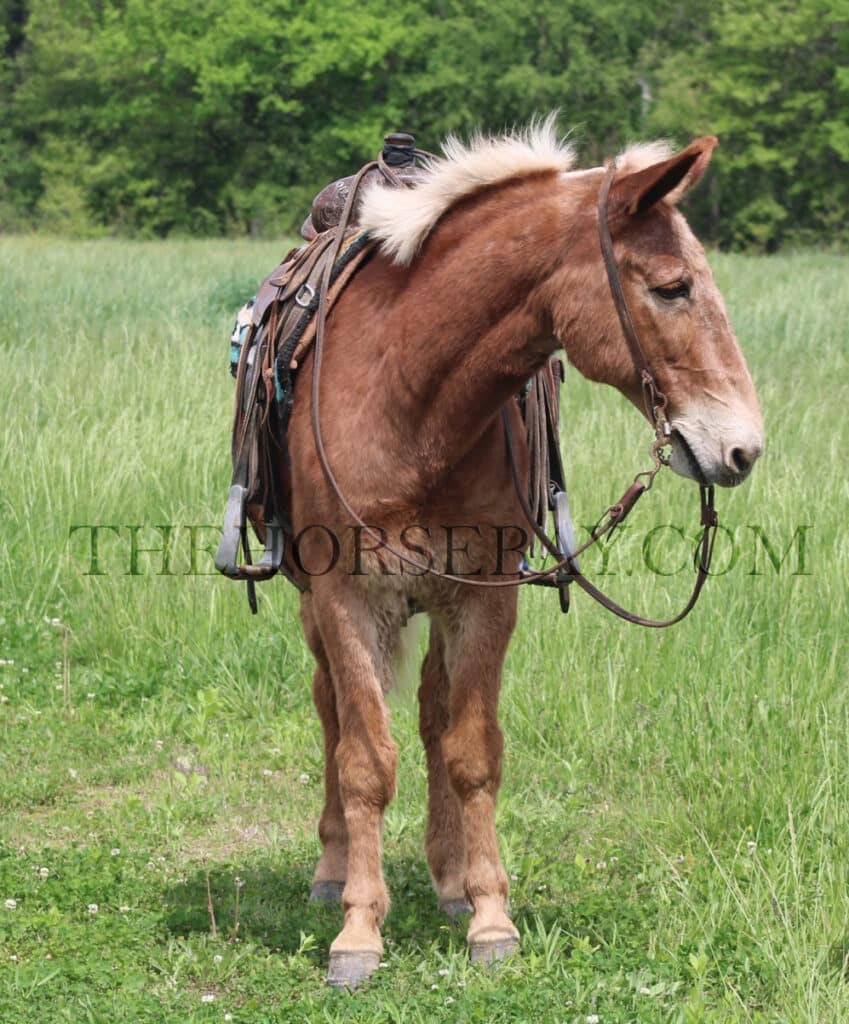 Snuffaloughagous "Snuffy" | John Mule | Thehorsebay.com