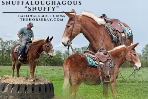 Snuffaloughagous "Snuffy" | John Mule | Thehorsebay.com