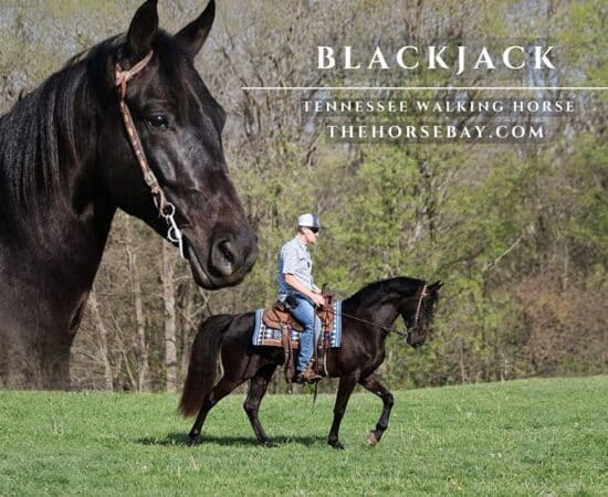 Trevor Patrick Archives - Thehorsebay.com