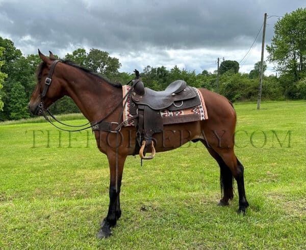 Teddy | Gaited Horse for Sale | Thehorsebay.com
