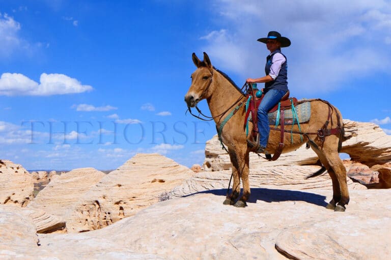 Fiona | Fjord Mule | Thehorsebay.com