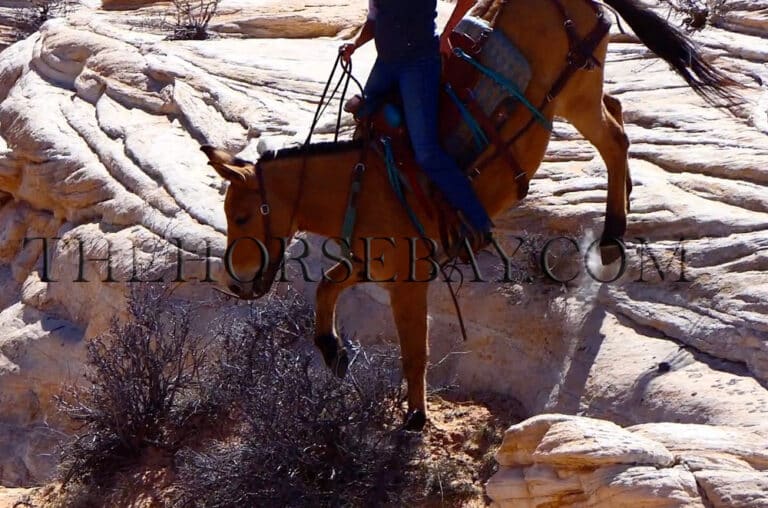 Fiona | Fjord Mule | Thehorsebay.com