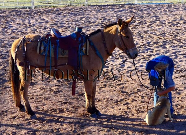 Fiona | Fjord Mule | Thehorsebay.com