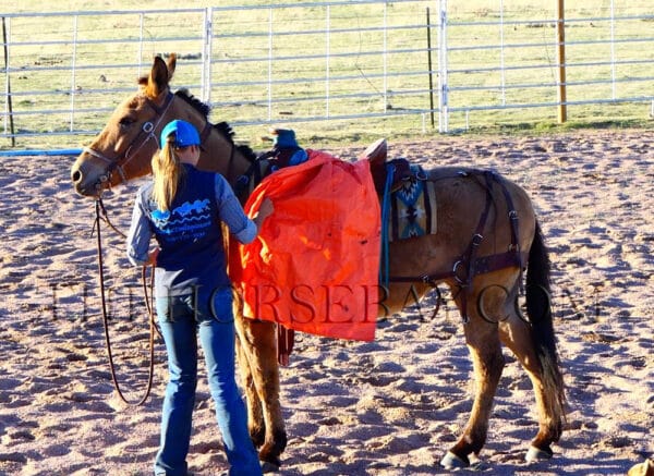 Fiona | Fjord Mule | Thehorsebay.com