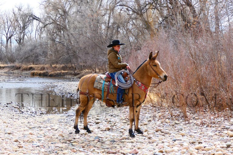 Fiona | Fjord Mule | Thehorsebay.com
