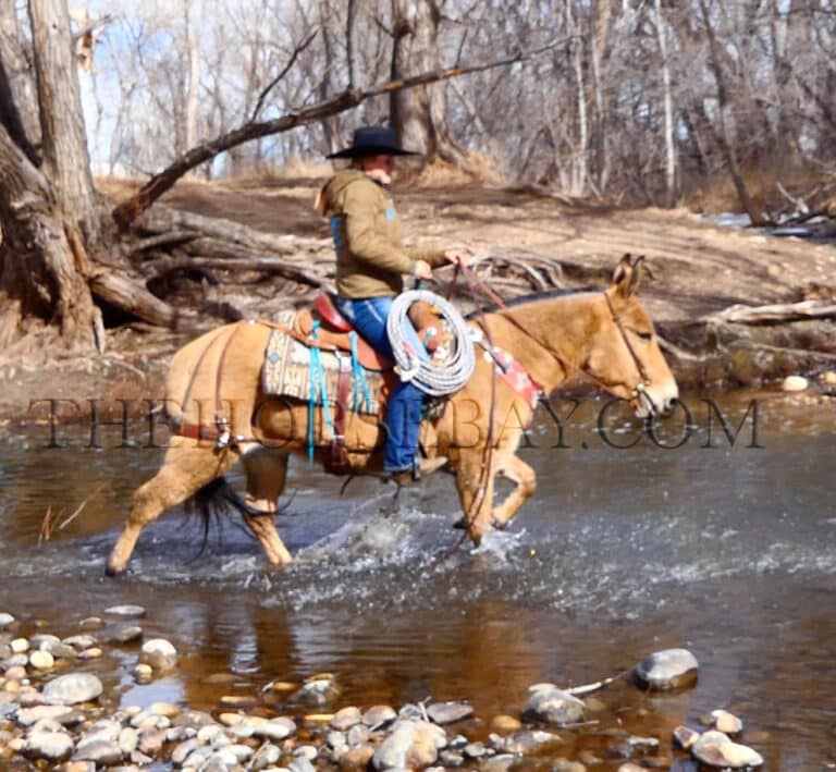 Fiona | Fjord Mule | Thehorsebay.com