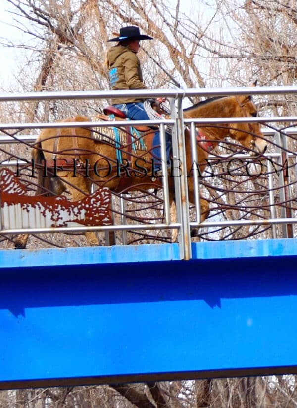 Fiona | Fjord Mule | Thehorsebay.com