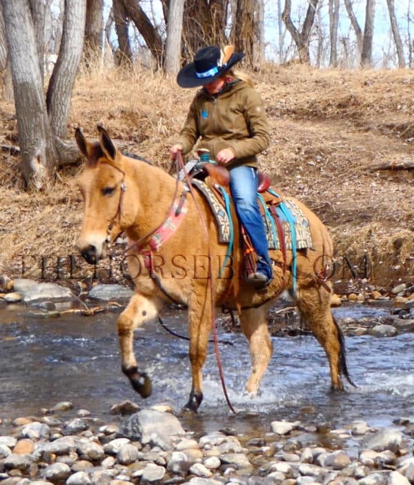 Fiona | Fjord Mule | Thehorsebay.com