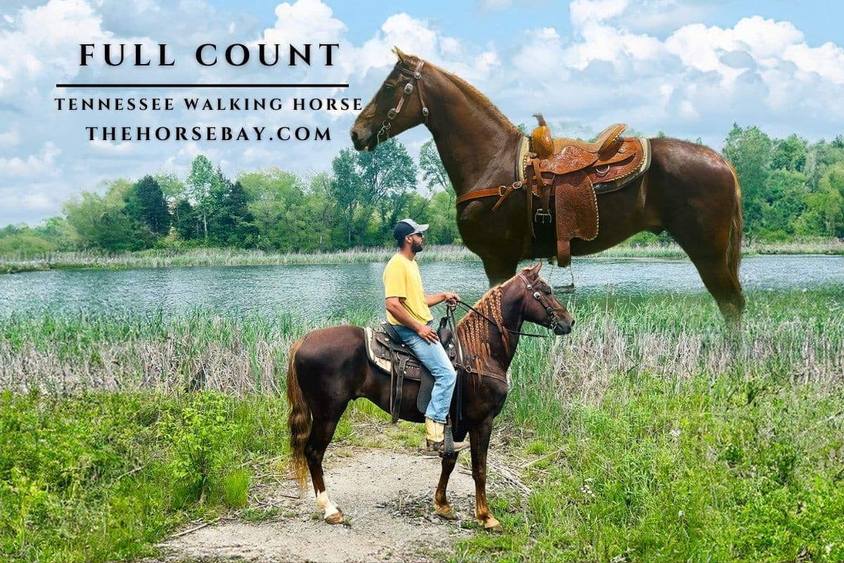 Full Count | TWH Gelding | Thehorsebay.com