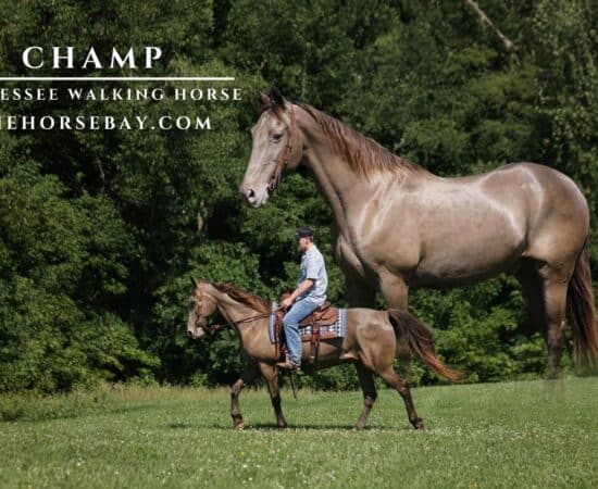 Jacob Glover Archives - Thehorsebay.com