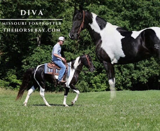 Trevor Patrick Archives - Thehorsebay.com