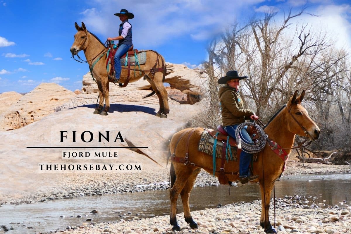 Fiona | Fjord Mule | Thehorsebay.com