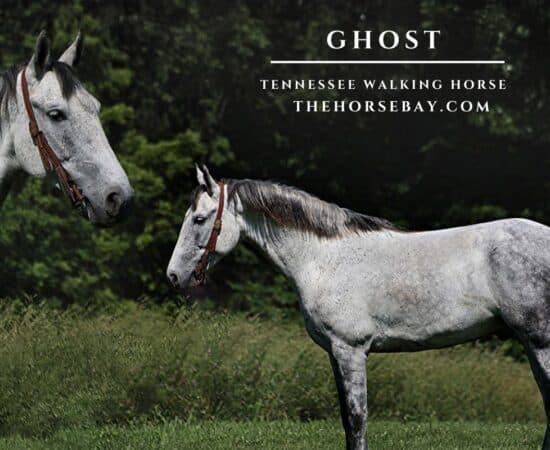 Trevor Patrick Archives - Thehorsebay.com