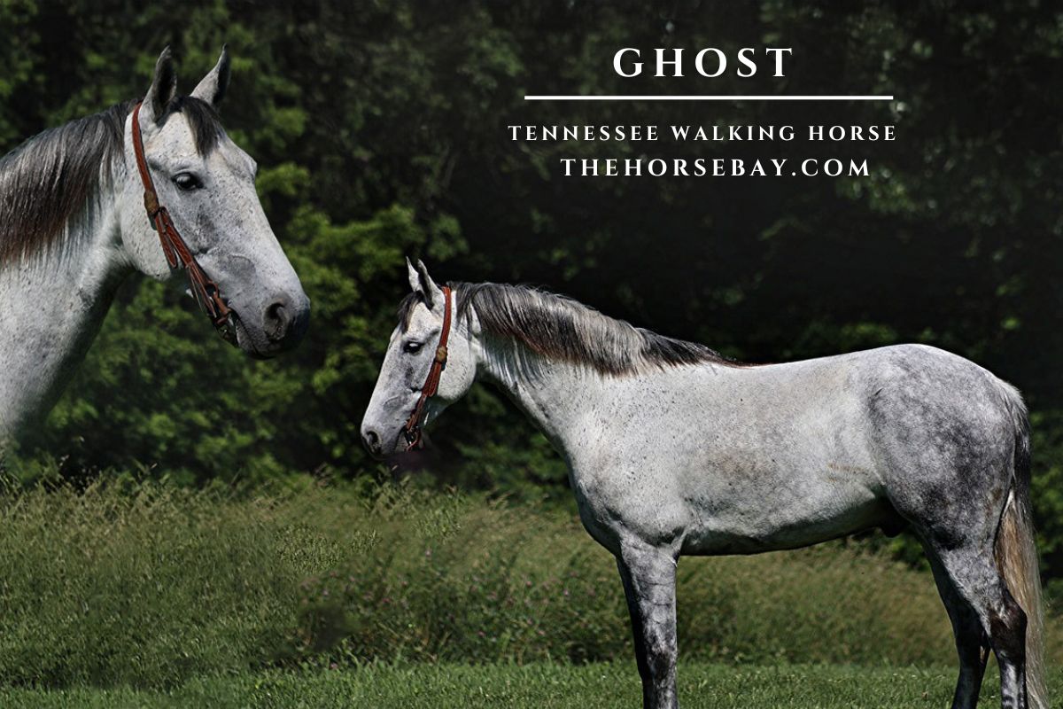 Ghost | Thehorsebay.com