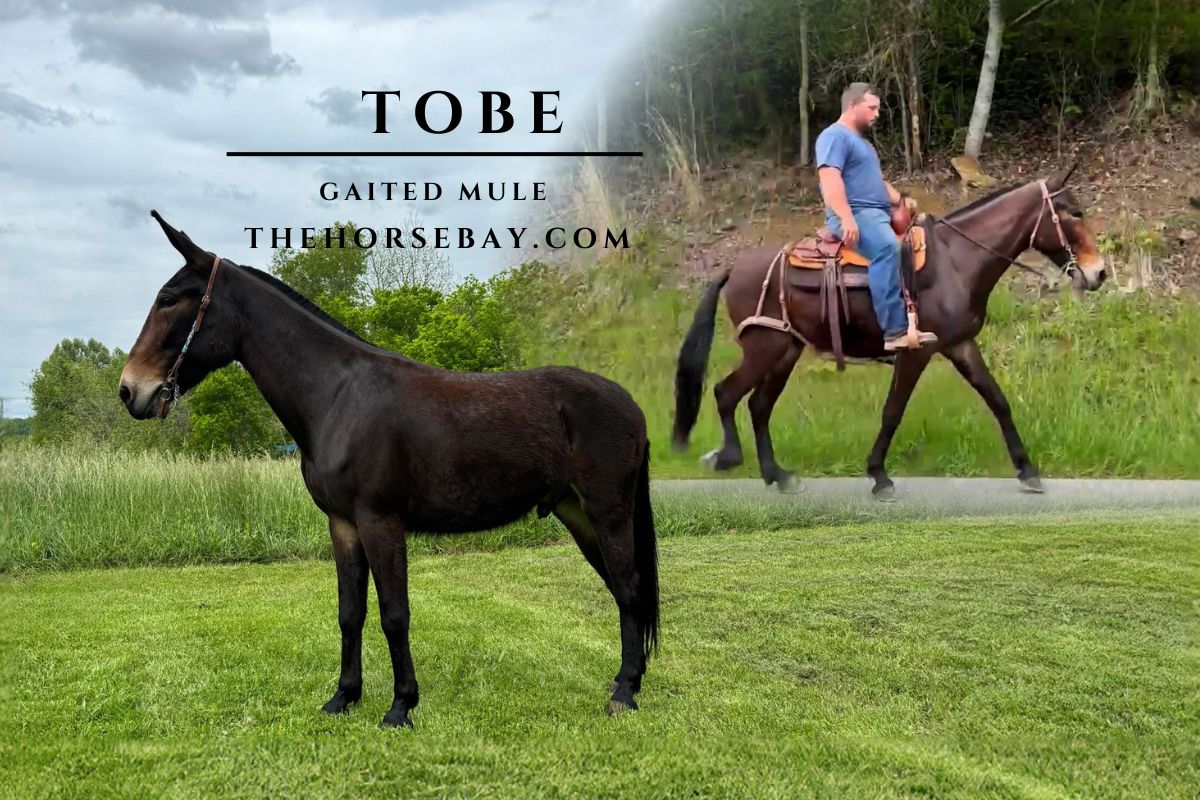 Tobe | John Mule |Thehorsebay.com