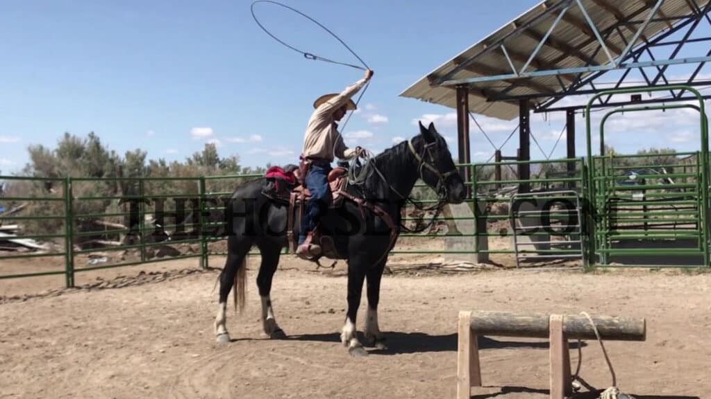 Cherokee's Indian Dancer "Zappata" | Missouri Foxtrotter | Thehorsebay.com