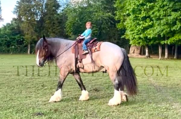 CONWAY | Bay Roan Percheron | Thehorsebay.com