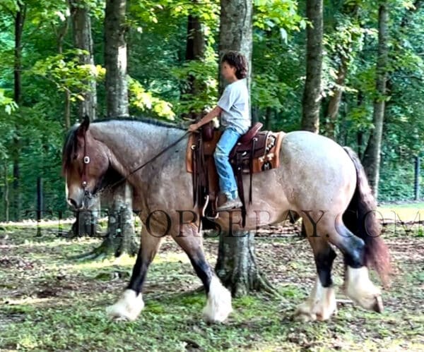 CONWAY | Bay Roan Percheron | Thehorsebay.com