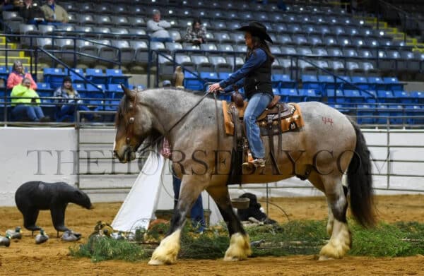 CONWAY | Bay Roan Percheron | Thehorsebay.com