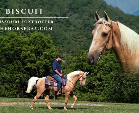 Jacob Glover Archives - Thehorsebay.com