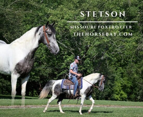 Trevor Patrick Archives - Thehorsebay.com