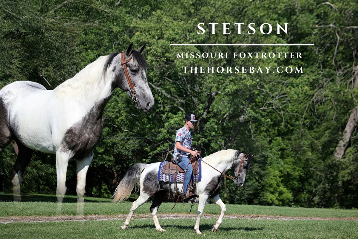 Stetson | Tobiano Gelding | Thehorsebay.com