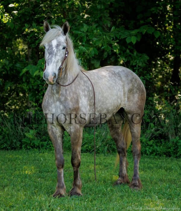 Scarlett | Quarter Horse Percheron Cross | Thehorsebay.com