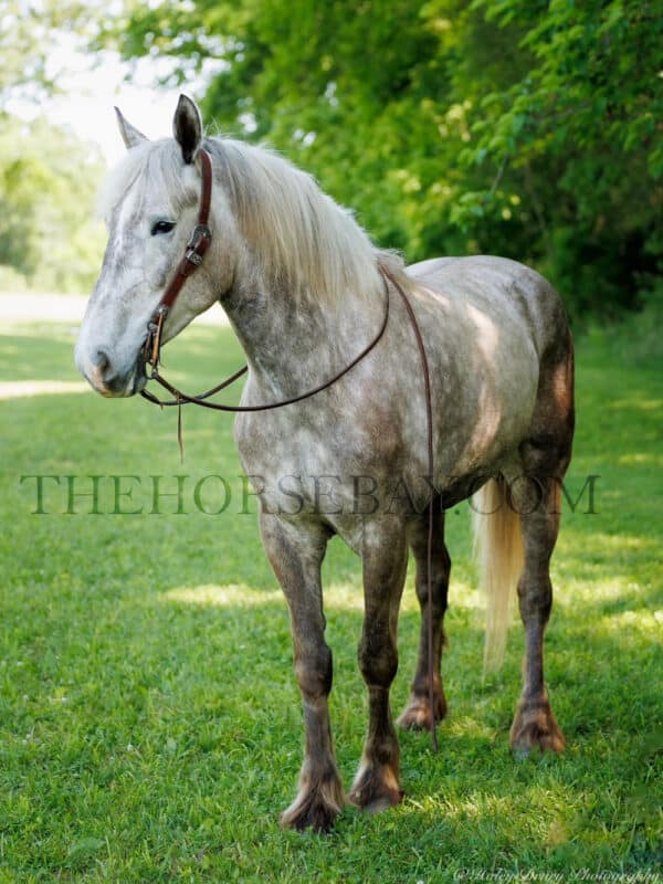 Scarlett | Quarter Horse Percheron Cross | Thehorsebay.com