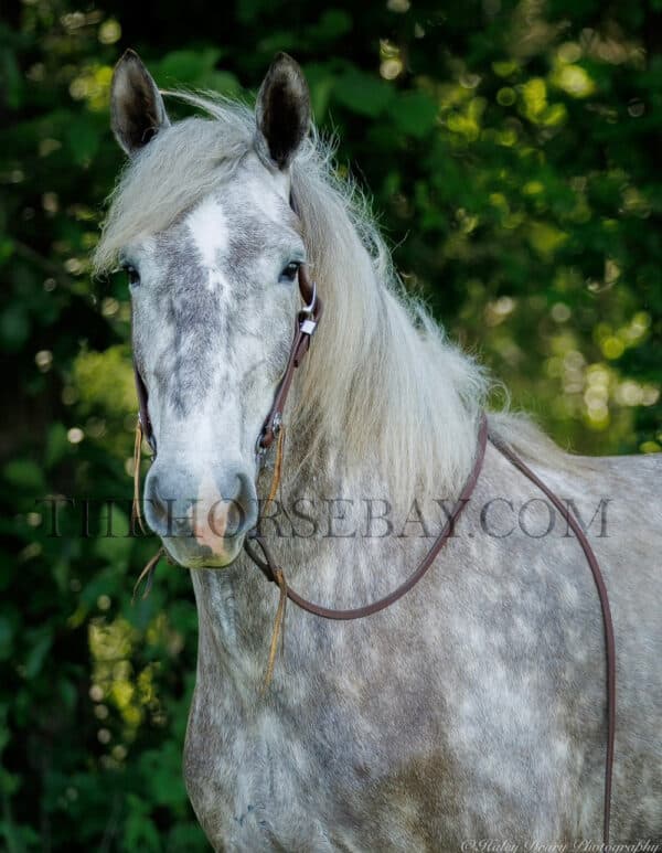 Scarlett | Quarter Horse Percheron Cross | Thehorsebay.com