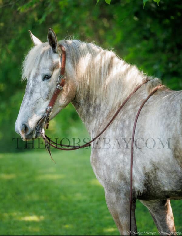 Scarlett | Quarter Horse Percheron Cross | Thehorsebay.com