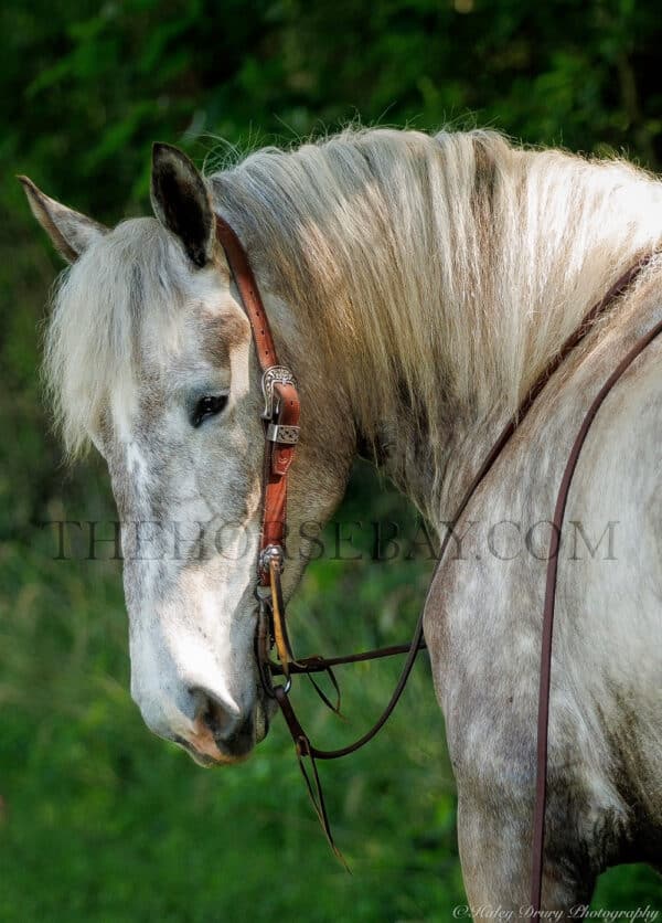Scarlett | Quarter Horse Percheron Cross | Thehorsebay.com