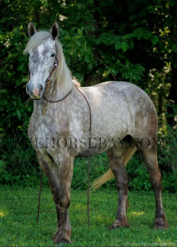 Scarlett | Quarter Horse Percheron Cross | Thehorsebay.com