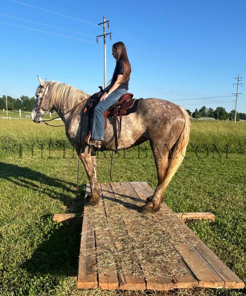 Scarlett | Quarter Horse Percheron Cross | Thehorsebay.com