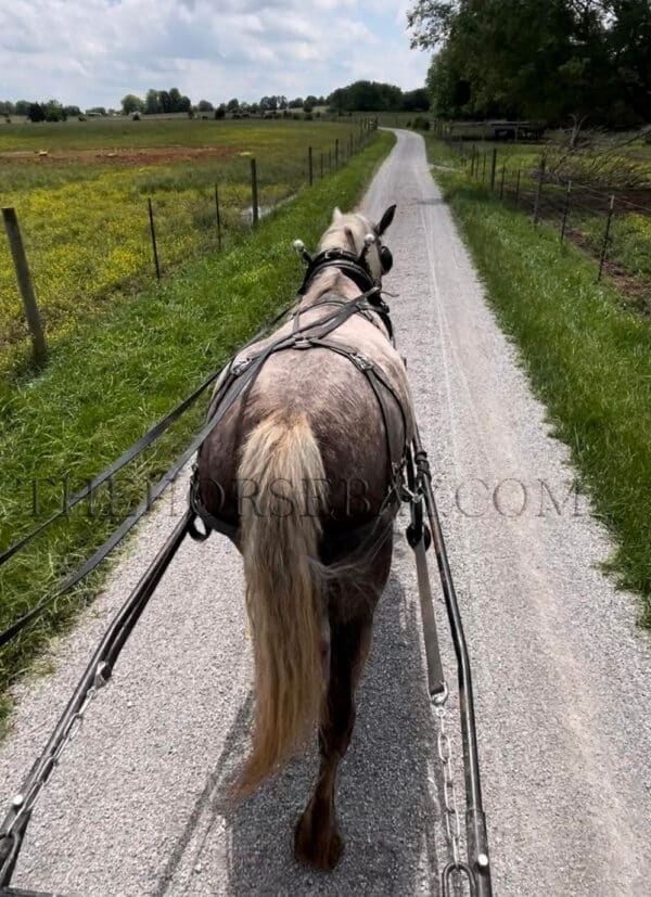 Scarlett | Quarter Horse Percheron Cross | Thehorsebay.com