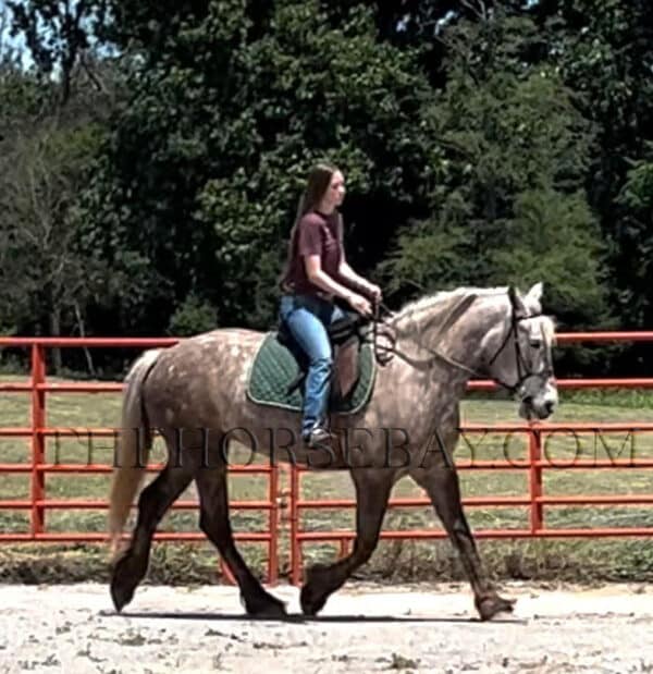 Scarlett | Quarter Horse Percheron Cross | Thehorsebay.com