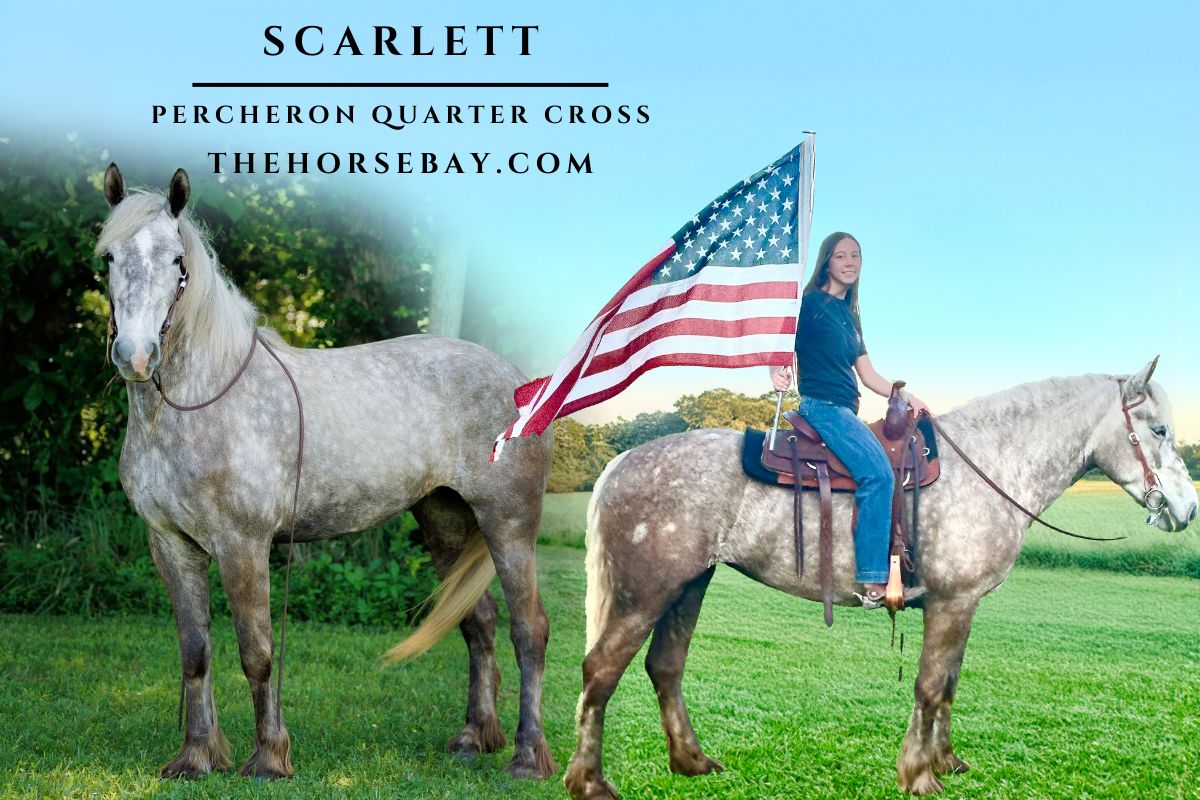 Scarlett | Quarter Horse Percheron Cross | Thehorsebay.com