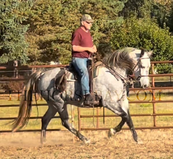 Tekoa's New Tradition "Snook" | Thehorsebay.com