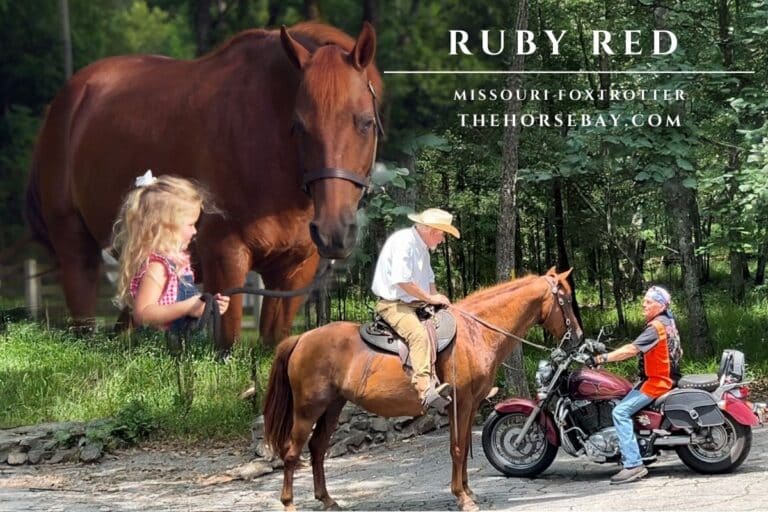 Ruby Red | Missouri Foxtrotter Mare | Thehorsebay.com