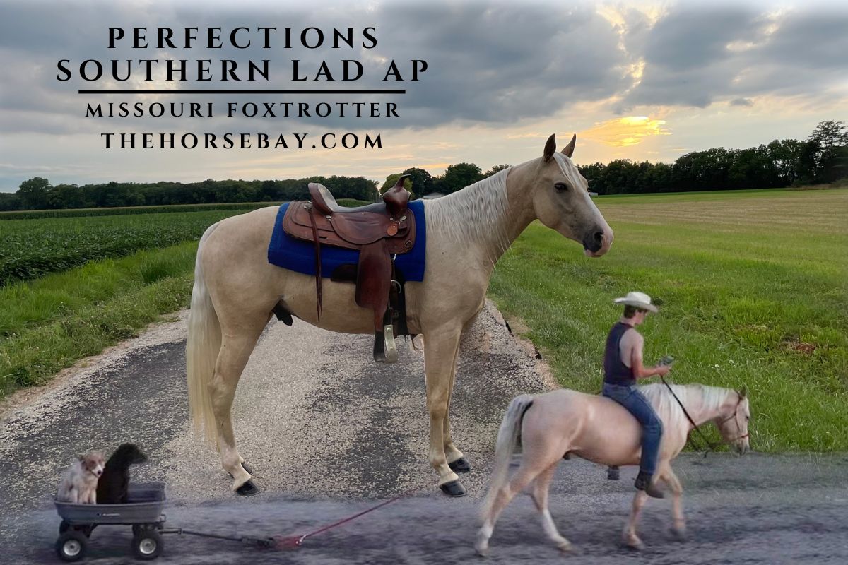 Perfections Southern Lad AP | Thehorsebay.com