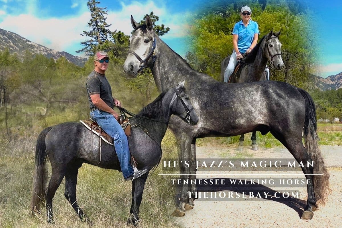 Find your perfect horses for sale | Thehorsebay.com